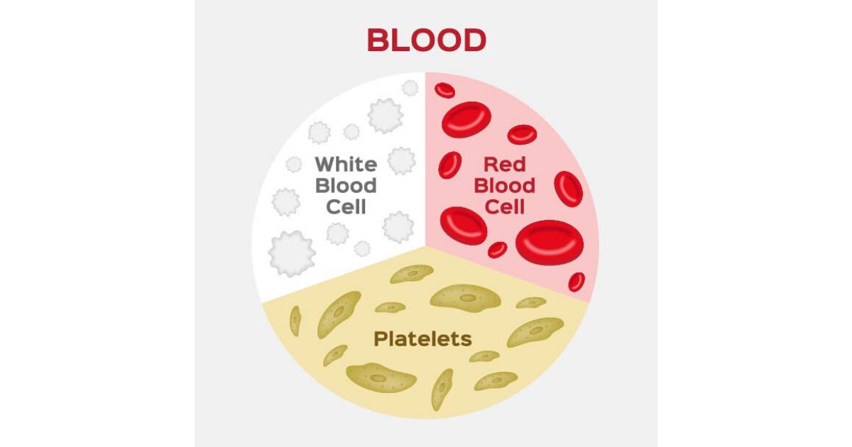Red Blood Cells And White Blood Cells
